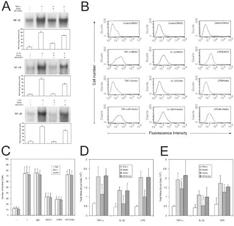 Figure 1 From Andrographolide Attenuates Inflammation By Inhibition Of