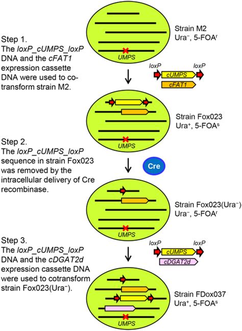 metabolic engineering using iterative self cloning to improve lipid