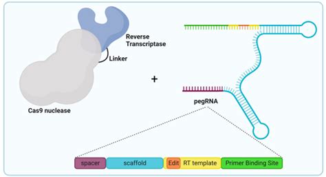 News Prime Editing Crisprs Final Evolution Crispr Medicine