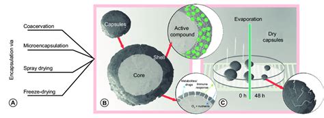 Formation And Structure Of A Standard Capsule A Some Of The Common