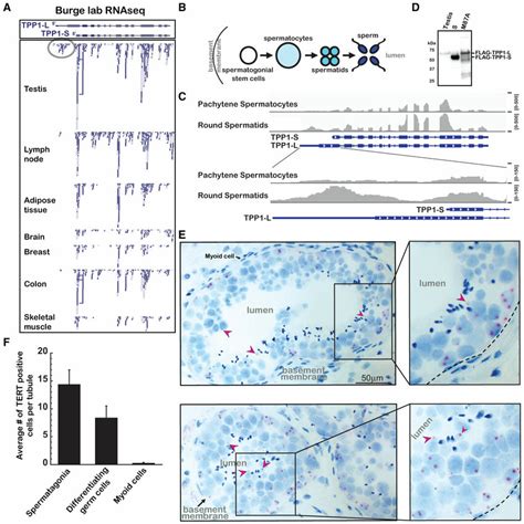 Tpp1 L Is Upregulated And Tert Persists Throughout Spermatogenesis A
