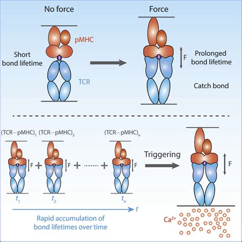 Accumulation Of Dynamic Catch Bonds Between Tcr And Agonist Peptide Mhc