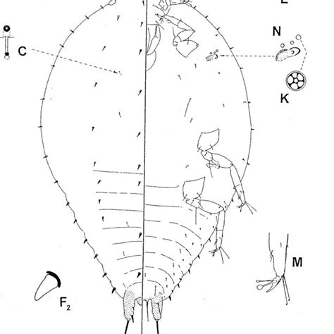 Second Instar Female Of P Rolliniae Hodgson And Gonçalves Where C