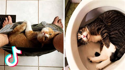 Tik Tok Funny Cats Videos Those Cats Will Make You Laugh 😹 Tik Tok