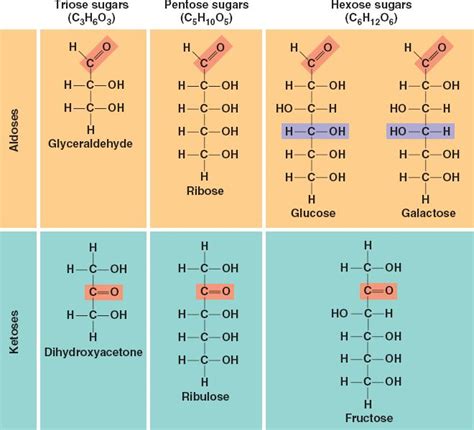 Monosaccharides Html 05 03monosaccharides 