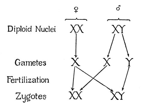 book evolution and genetics 8 embryology
