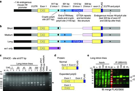 Development Of A Cell Based System That Recapitulates Incomplete