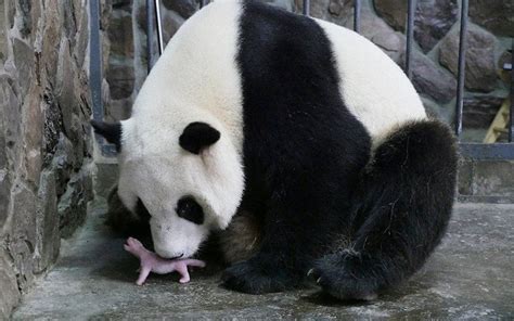 adorable pictures of newborn panda released by chinese breeding base