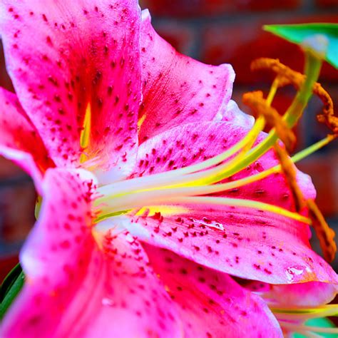 Oriental Lilies Unveiling These Exquisite Garden Jewels