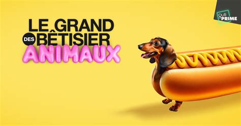 Le Grand Bêtisier Des Animaux Sur M6 Voir Les épisodes En Streaming