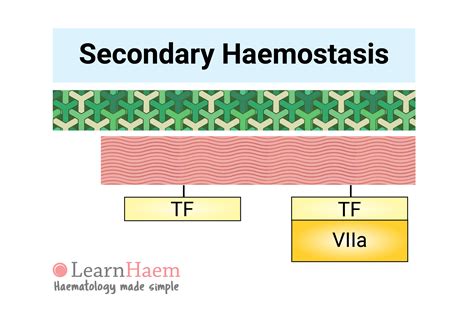 Normal Haemostasis Learnhaem Haematology Made Simple