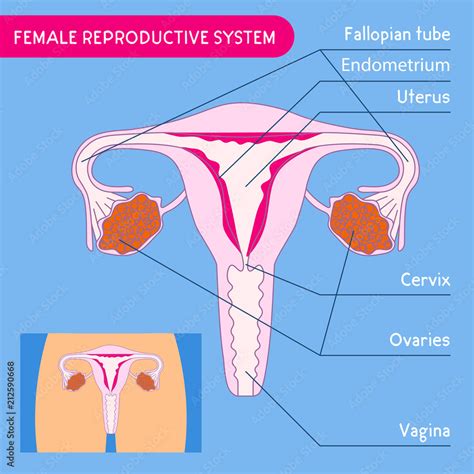 Female Reproductive System Human Anatomy Uterus Medical Poster With