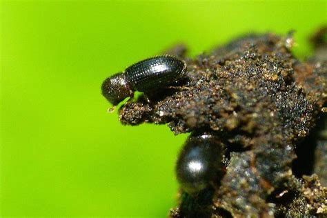insects are having sex in your coffee beans seriously vox