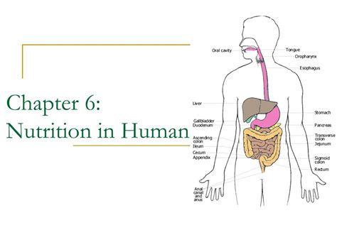 Ppt Chapter 6 Nutrition In Humans Powerpoint Presentation Free