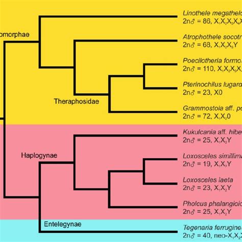 Phylogenetic Relationships And Karyotype Characteristics Of Inspected