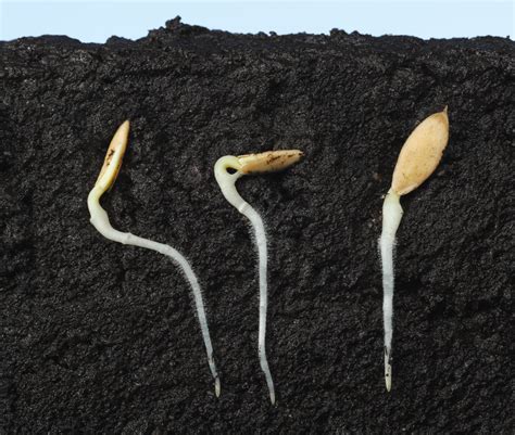 Cómo Germinar Pepino Grande Y Jugoso En Un Semillero En Casa Y