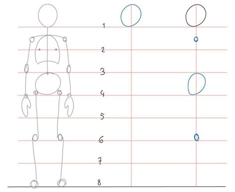 Human Anatomy Fundamentals Basic Body Proportions Human Anatomy