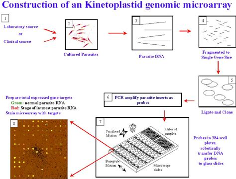 Flow Diagram Of The Process Of Constructing A Genomic Microarray For