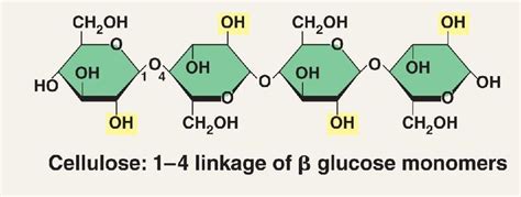Cellulose Is Composed Of