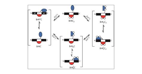 In Calmodulin Iq Domain Complexes The Ca2 Free And Ca2 Bound Forms