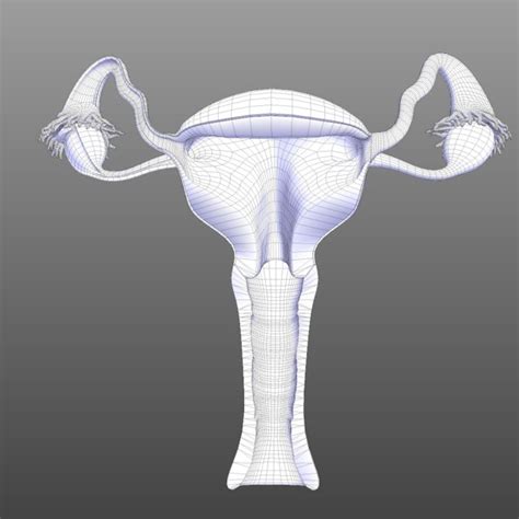 Female Reproductive System 3d Model In Anatomy 3dexport
