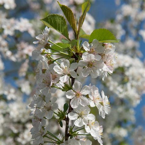 Rainier Cherry Trees For Sale