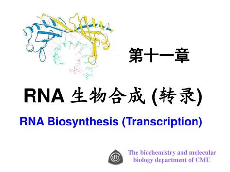 Ppt Rna Biosynthesis Transcription Powerpoint Presentation Free