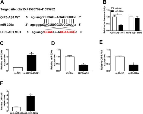 Oip5 As1 Directly Interacts With Mir 320a And Negatively Regulates