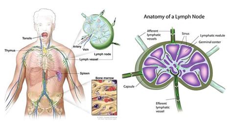 Describe A Lymph Node And Its Major Functions Noelgrodrake