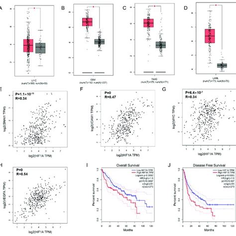 Hif 1α And Nf κb Signaling Related Gene Expression And The Effect On