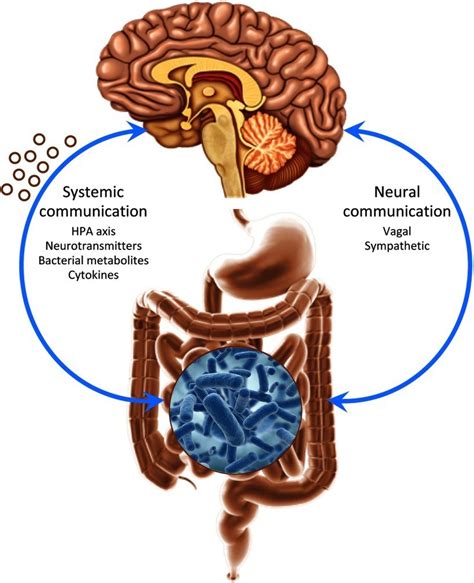 Understanding The Gut Brain Connection – Viva Healthy Life – The Center