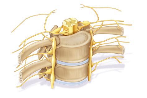 Spinal Cord Nerve Anatomy Diagram