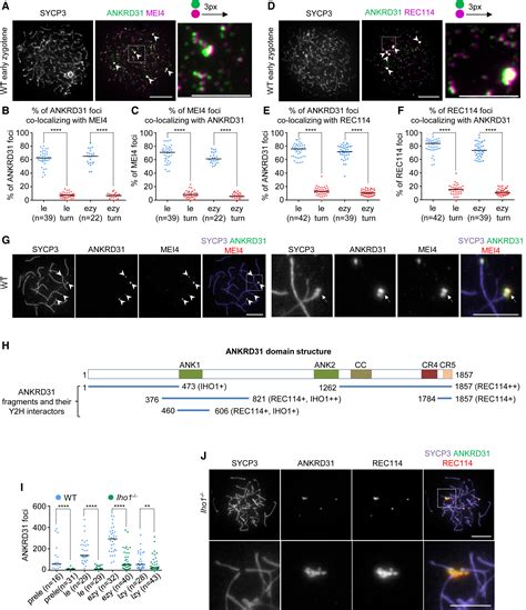 Mouse Ankrd31 Regulates Spatiotemporal Patterning Of Meiotic