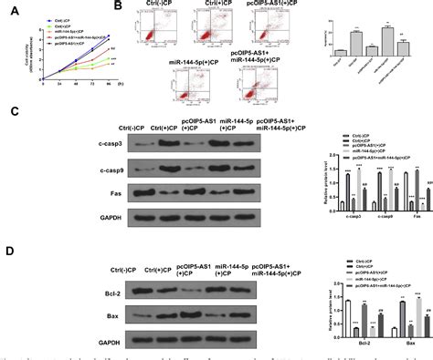 Figure 4 From Lncrna Oip5 As1 Reduces Renal Epithelial Cell Apoptosis
