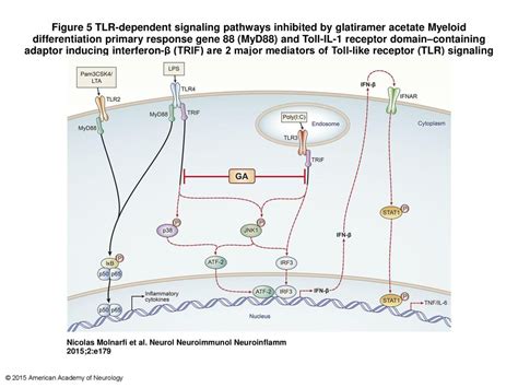 Figure 5 Tlr Dependent Signaling Pathways Inhibited By Glatiramer