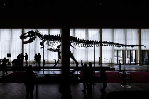 T Rex Skeleton Trinity Expected To Fetch Millions At Swiss Auction