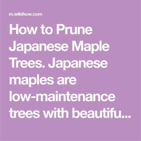 The Best Way To Prune Japanese Maple Trees Wikihow Japanese Maple
