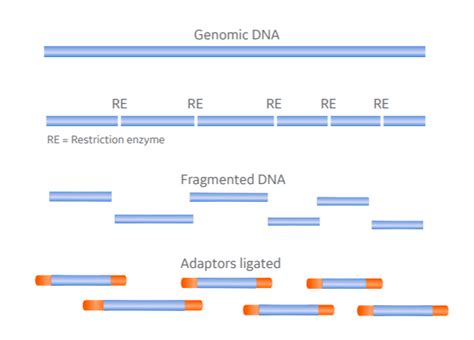 The Enzymes Making The Cut In Ngs Library Preparation Cytiva