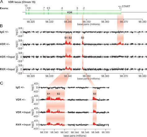 Chip Chip Analysis Of Vdr Locus Identifies Vdr Binding Regions A
