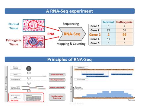 omics services services in genomics transcriptomics and bioinformatics