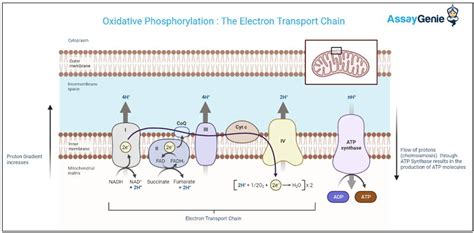 Understanding Phosphorylation From Atp Synthesis To Cellular Signaling