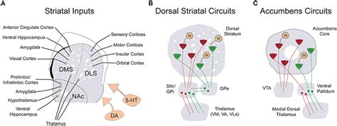 Dorsal Striatum
