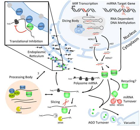 Figure 1 From Biogenesis Turnover And Mode Of Action Of Plant