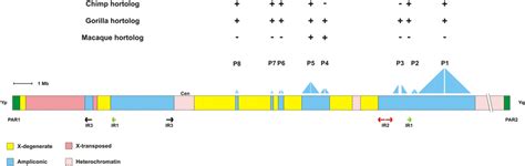 schematic representation of the human y chromosome including the