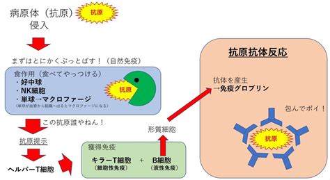 免疫の仕組みをわかりやすく解説｜知識を整理して臨床に活かす！身体の仕組みnote ｜note