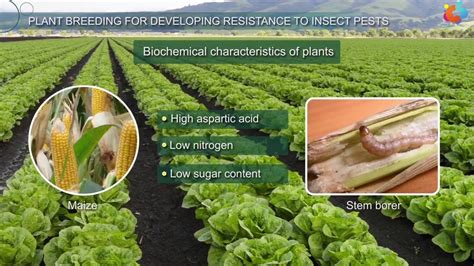 Plant Breeding For Developing Resistance To Insect Pests Youtube