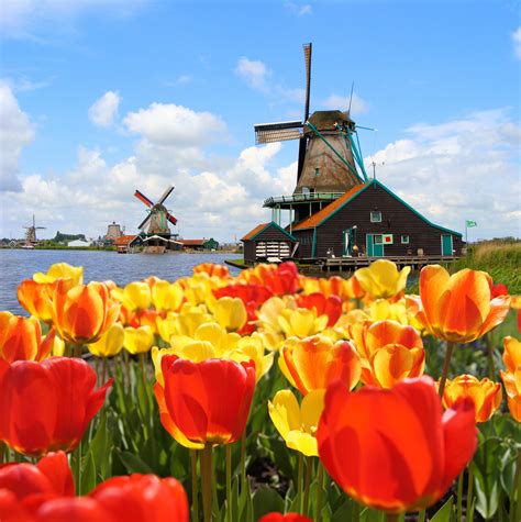 Where Is The Best Place To See Tulips In Holland At Jeff Linn Blog