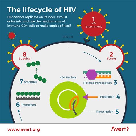 the lifecycle of hiv avert
