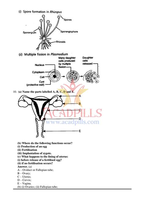 Solution How Do Organisms Reproduce Class 10 Important Questions
