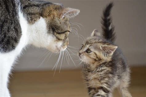 How Do Cats Communicate With Each Other Cat Communication Cues Revealed
